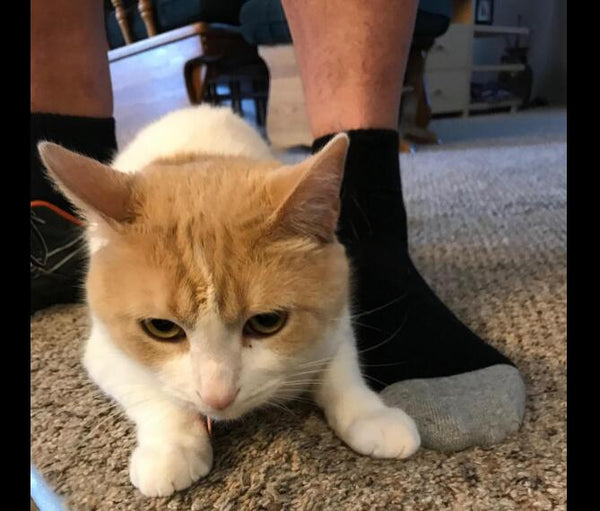 Socks and Cat | Wander Group